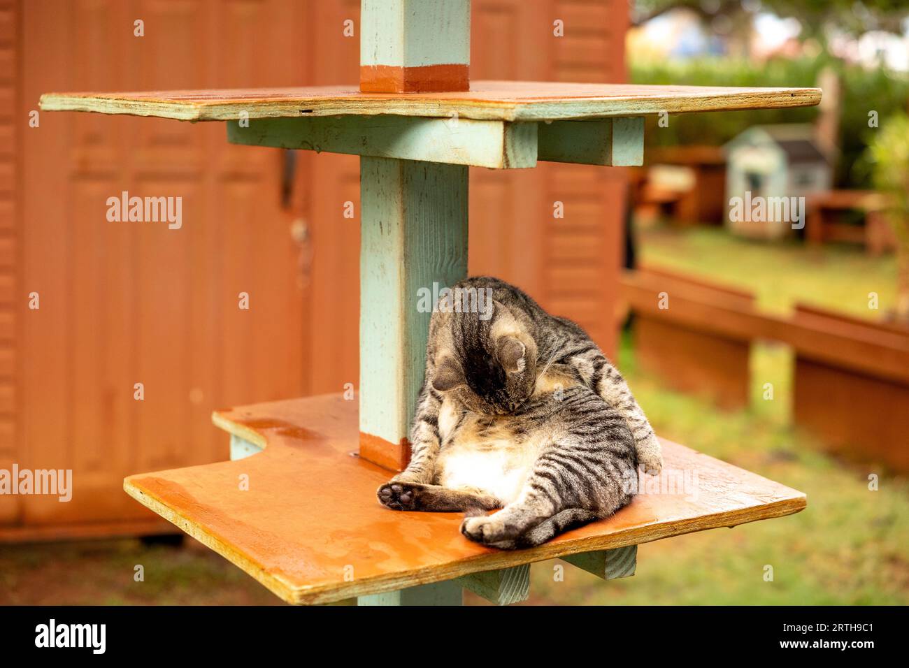 Feral cats hawaii hi-res stock photography and images - Alamy