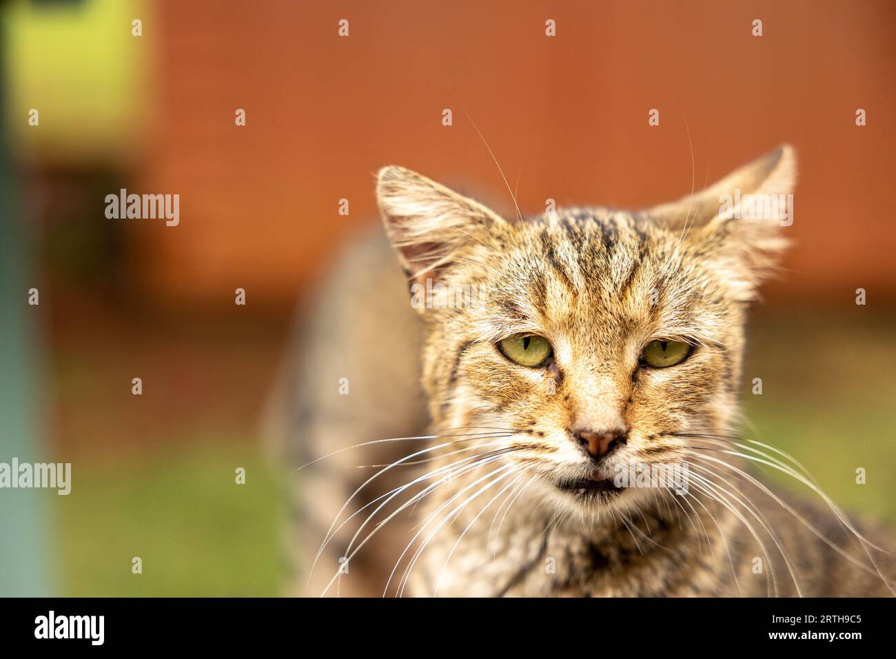 Cats at the Lanai Cat Sanctuary, Lanai Island, Hawaii, USA Stock Photo ...