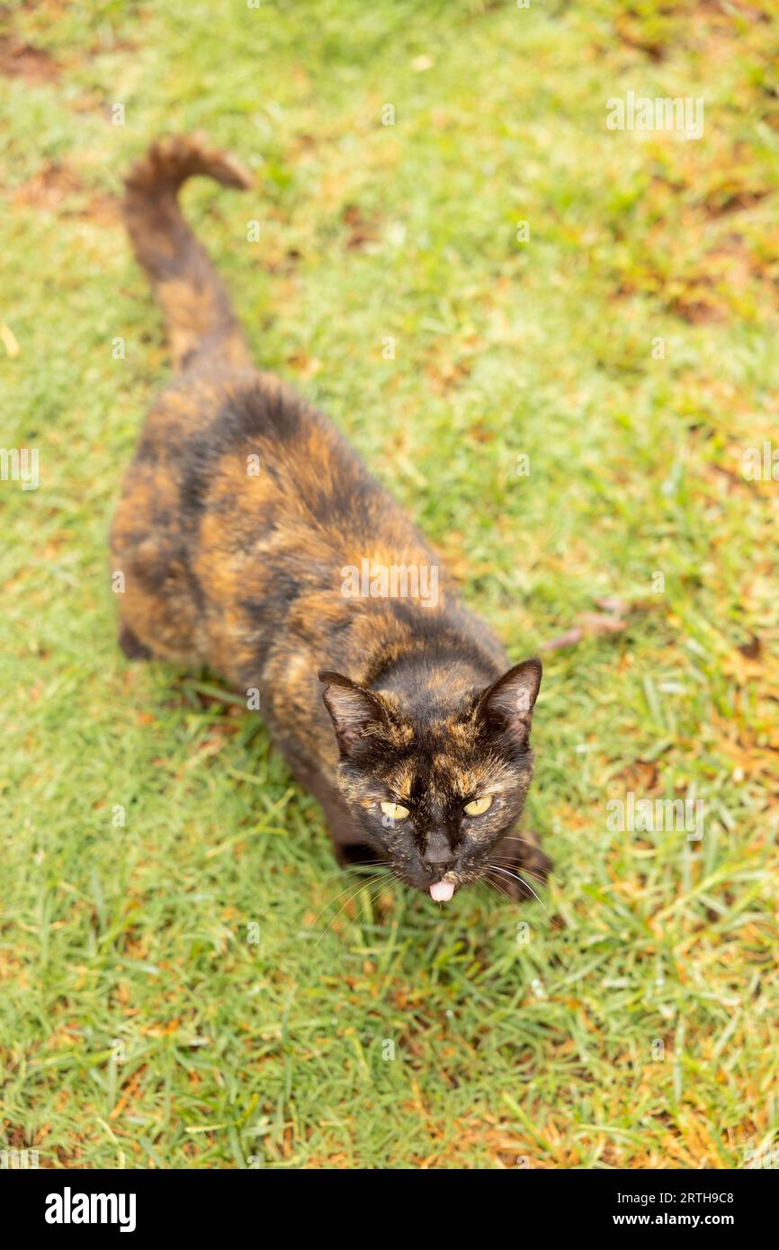 Feral cats hawaii hi-res stock photography and images - Alamy
