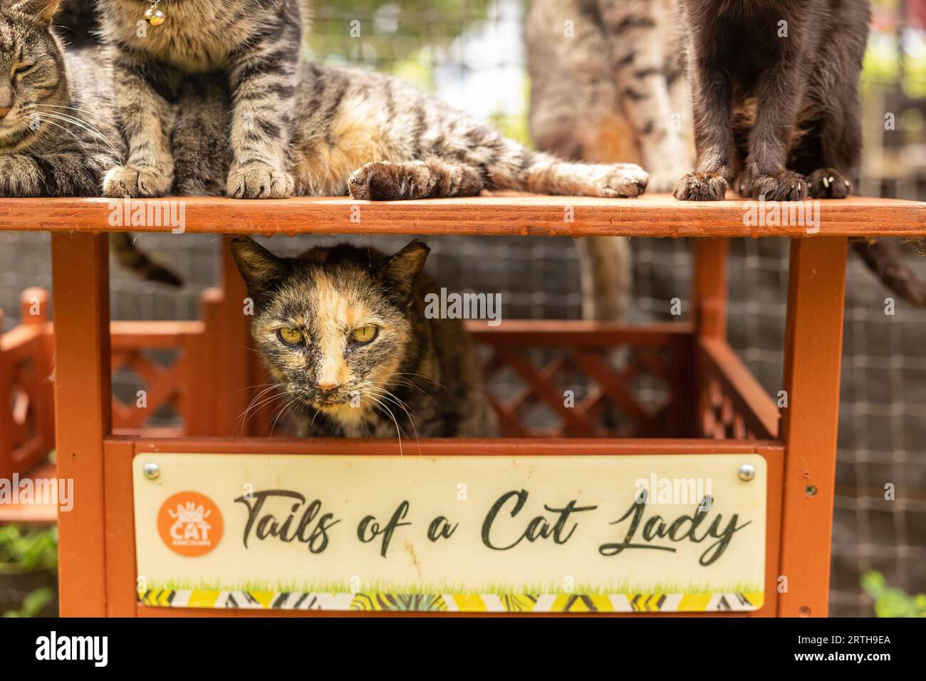 Cats at the Lanai Cat Sanctuary, Lanai Island, Hawaii, USA Stock Photo ...