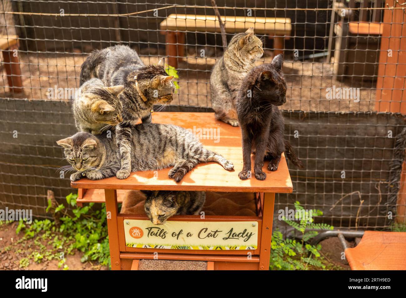 Cats of hawaii hi-res stock photography and images - Alamy
