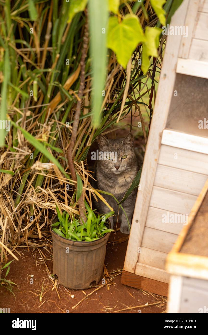 Feral cats hawaii hi-res stock photography and images - Alamy