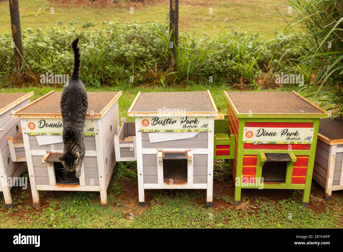 Feral cats hawaii hi-res stock photography and images - Alamy