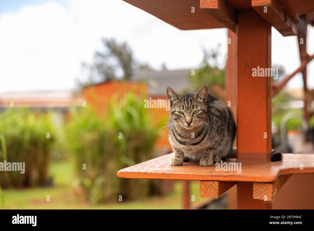 Cats at the Lanai Cat Sanctuary, Lanai Island, Hawaii, USA Stock Photo ...
