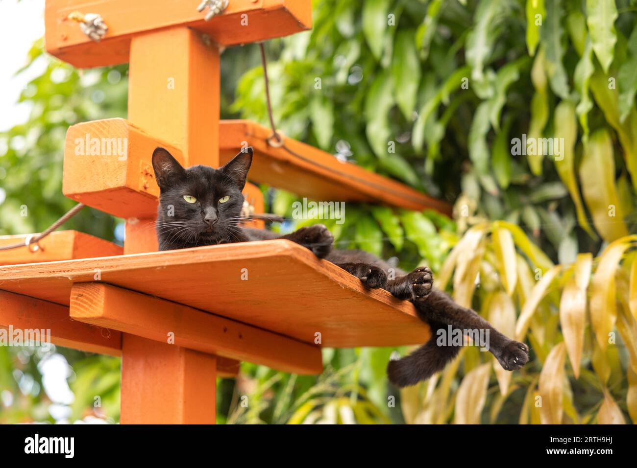 Feral cats hawaii hi-res stock photography and images - Alamy