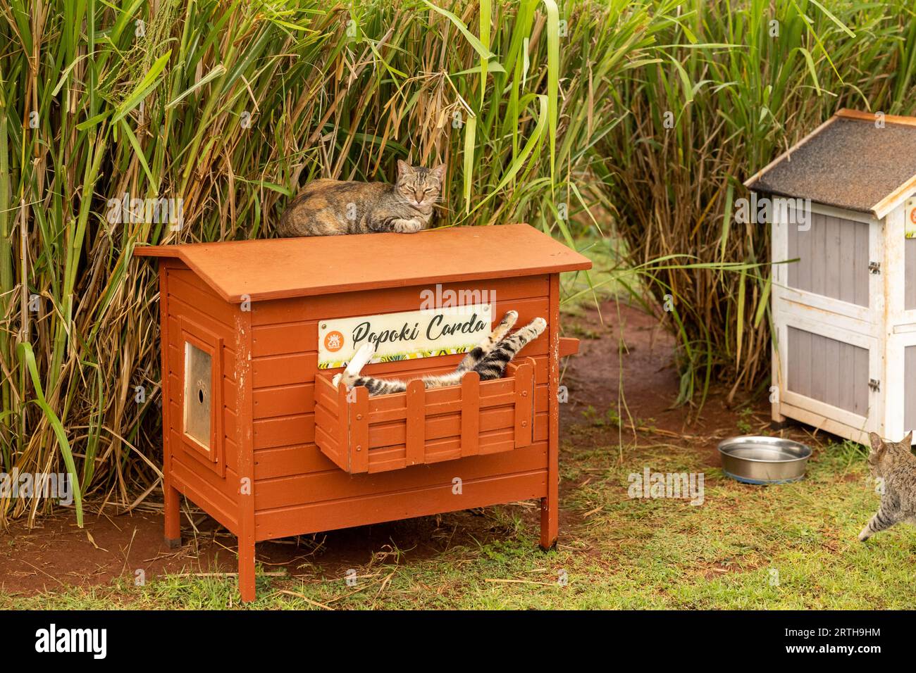 Cats of hawaii hi-res stock photography and images - Alamy