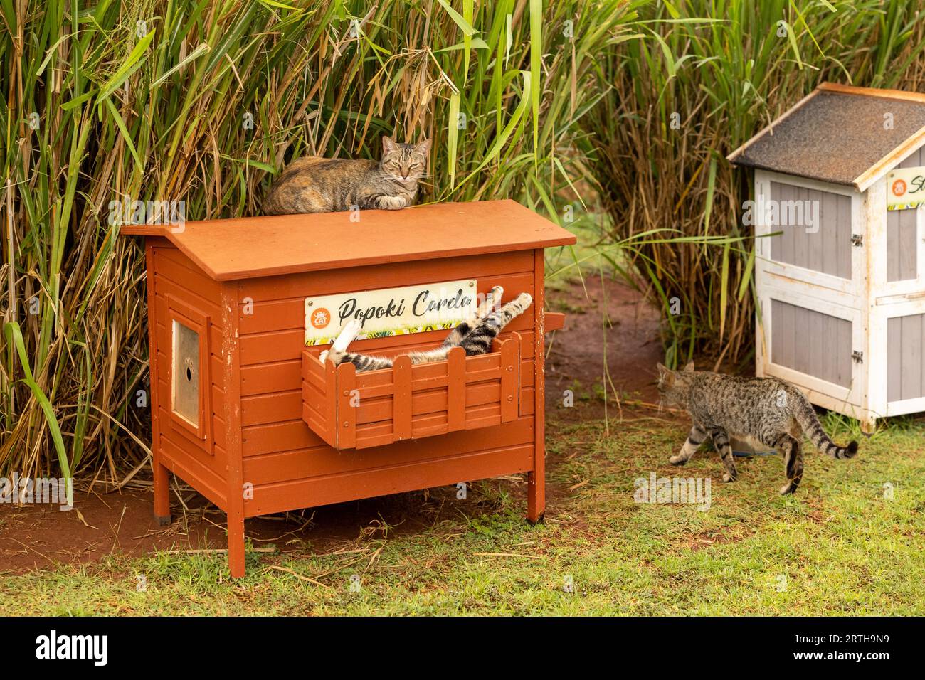 Feral cats hawaii hi-res stock photography and images - Alamy