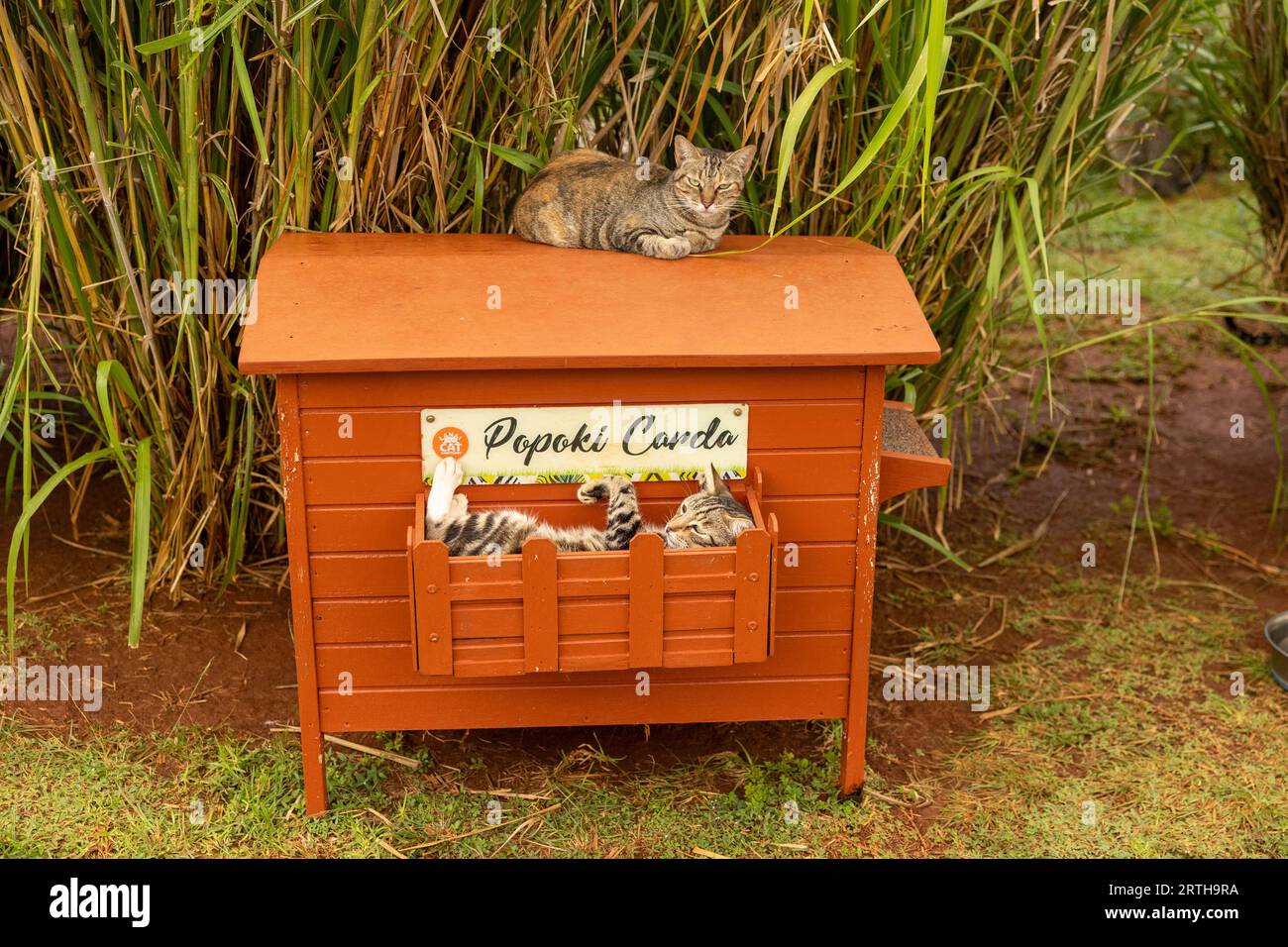 Feral cats hawaii hi-res stock photography and images - Alamy