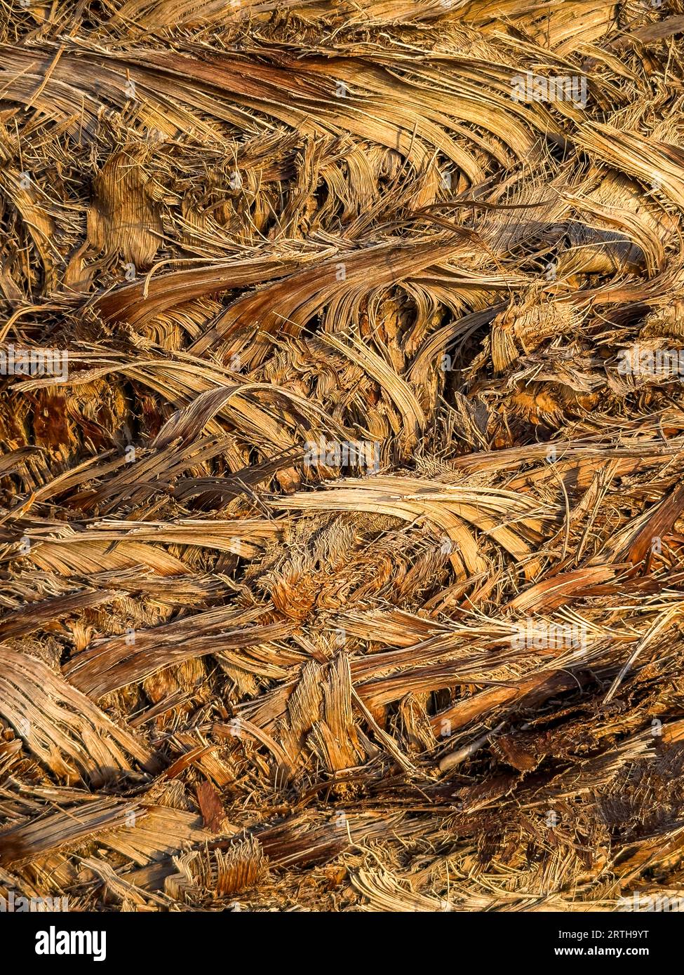 Coconut tree bark textured hi-res stock photography and images - Alamy