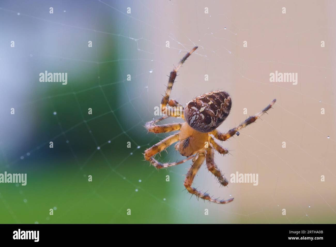 European Garden Spider, Araneus diamedatus, sits patiently in it's orb ...