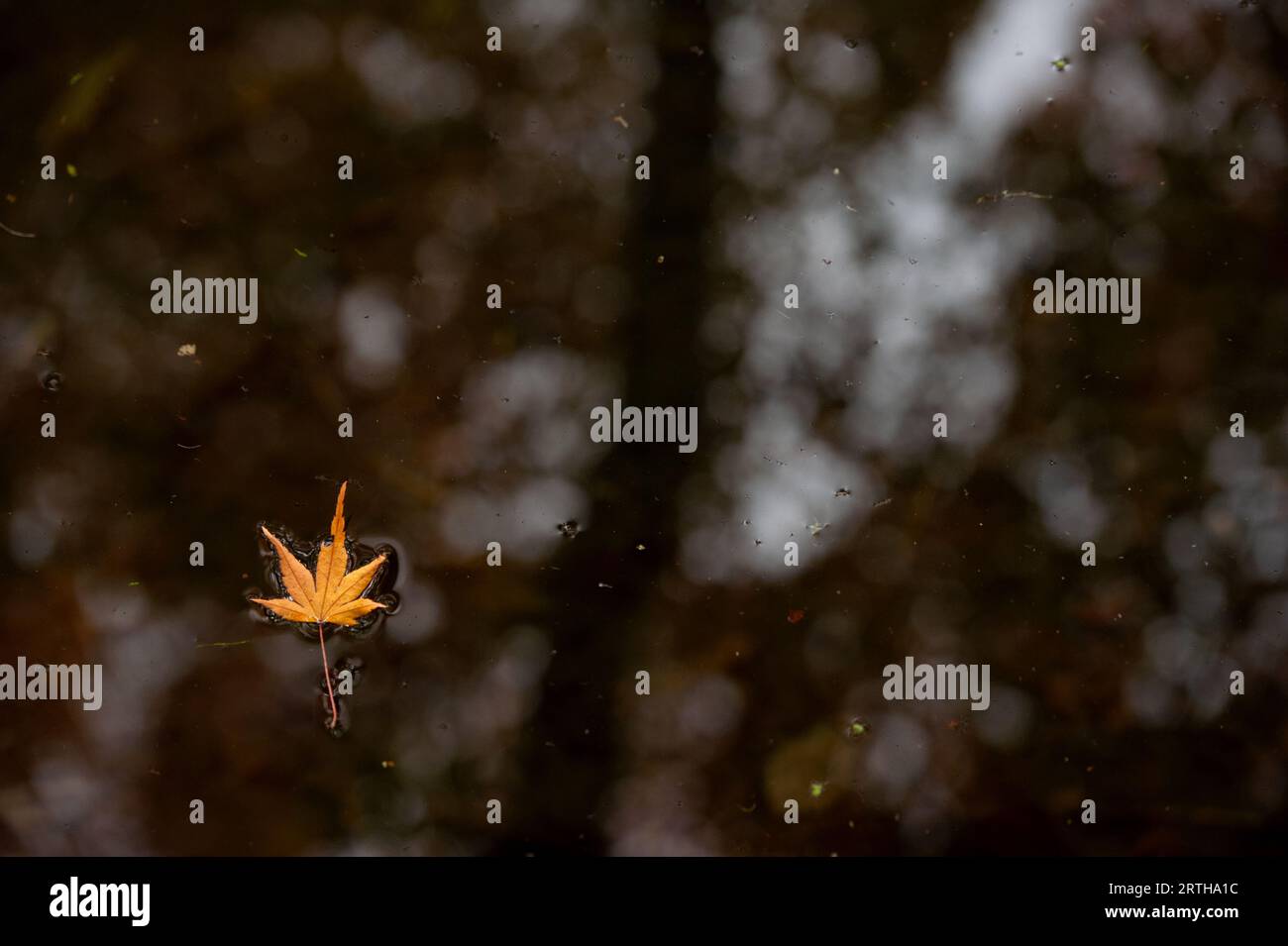Maple leaf floating on the water in Japan Stock Photo - Alamy