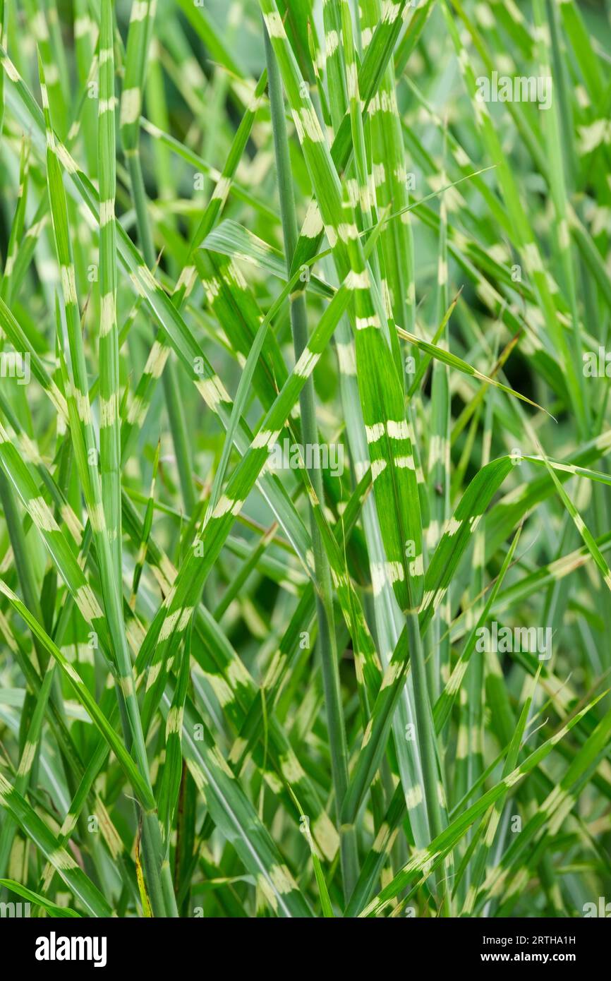 Variegated ornamental grass hi-res stock photography and images - Alamy