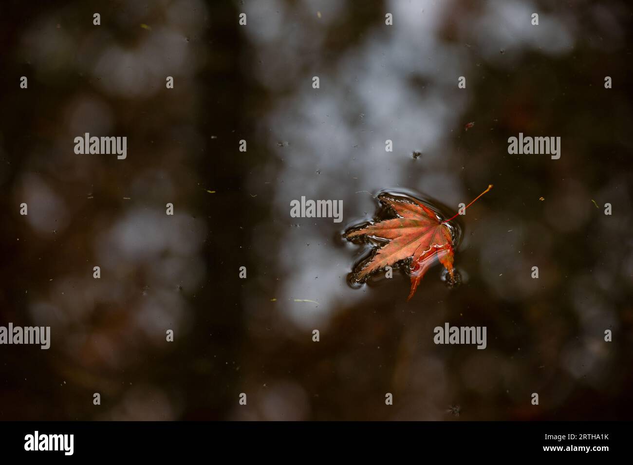 Maple leaf floating on the water in Japan Stock Photo - Alamy