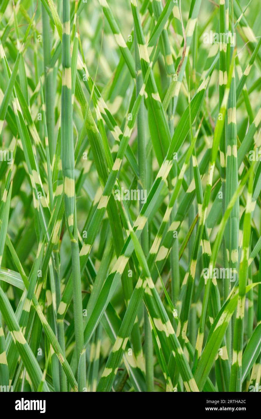 Variegated ornamental grass hi-res stock photography and images - Alamy