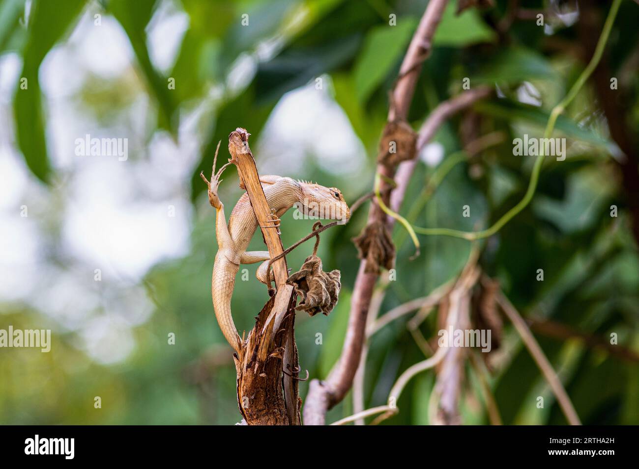 Calotes vesicolor hi-res stock photography and images - Alamy