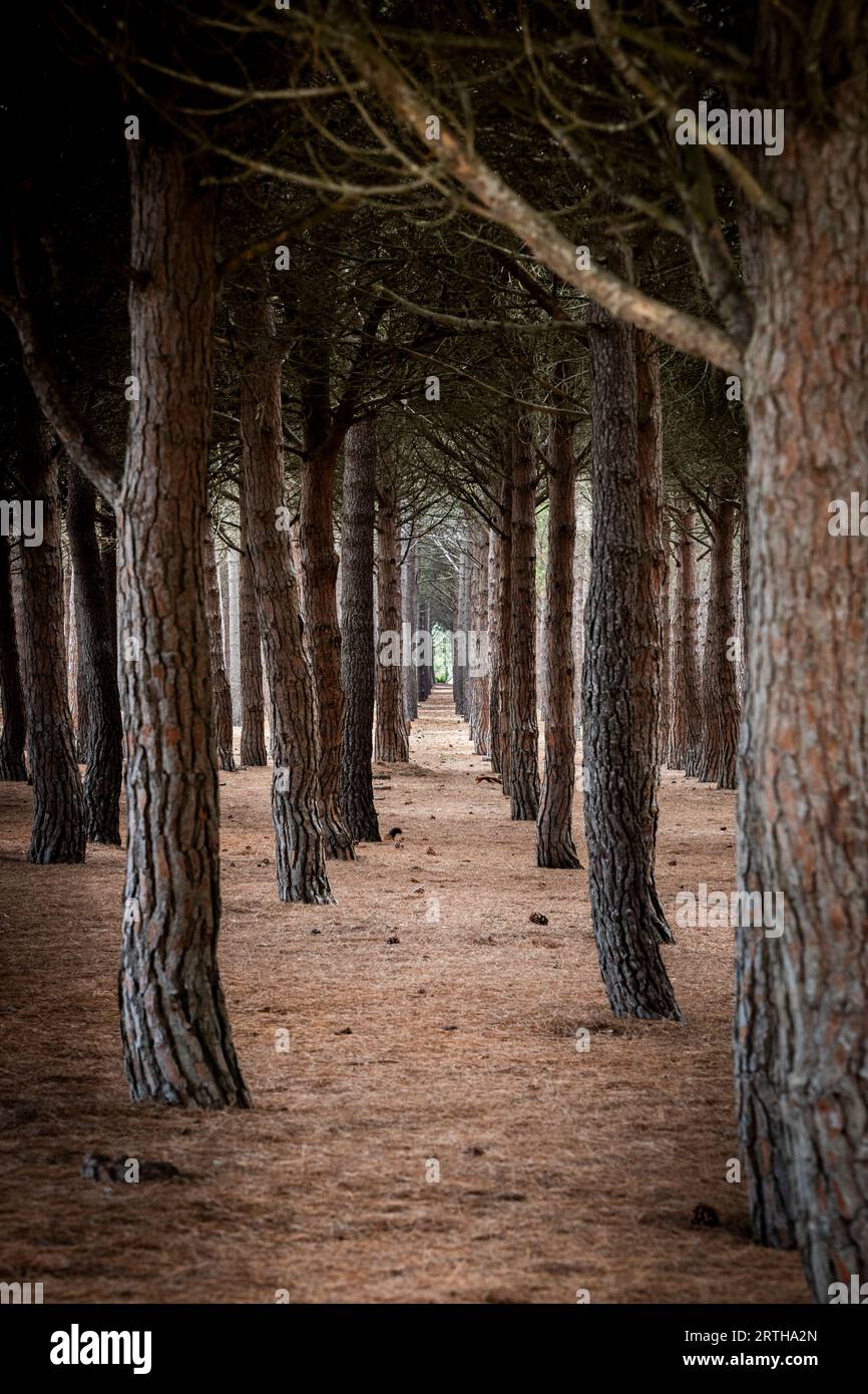 Parallel lines of pine trees in woodland in Le Barcares, South of ...
