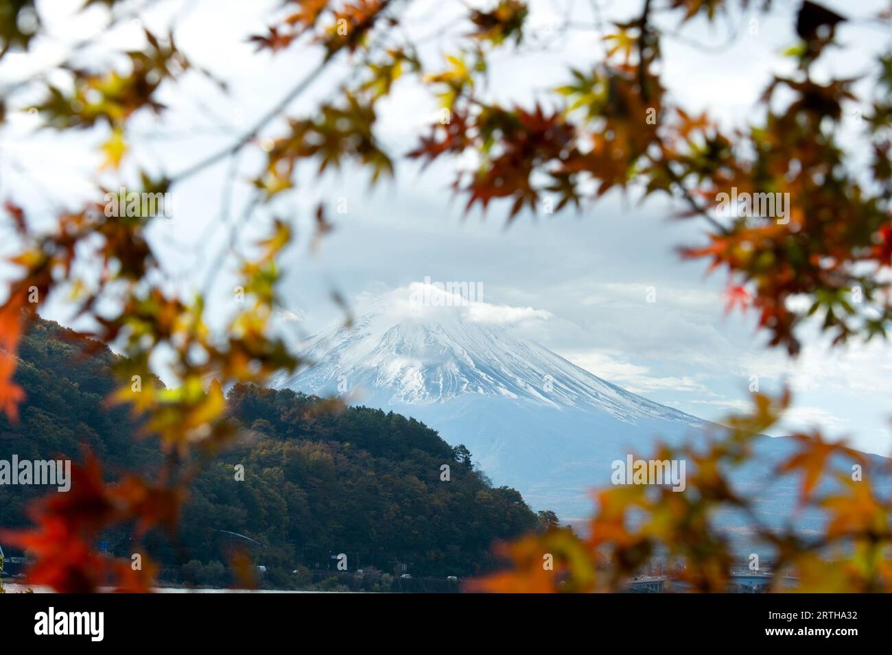Mount fuji with snow cap with maple leaves on the foreground Stock ...