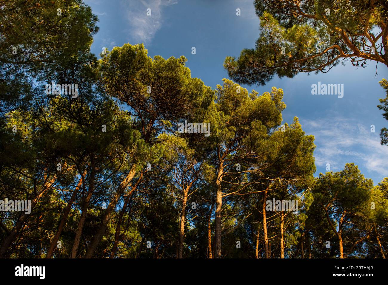 Evergreen trees at sunset trees clipped with warm light blue sky Stock ...