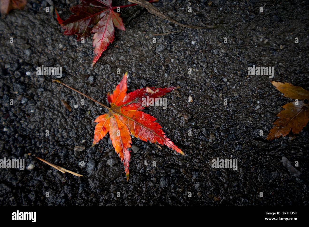 Leaf falling season hi-res stock photography and images - Alamy