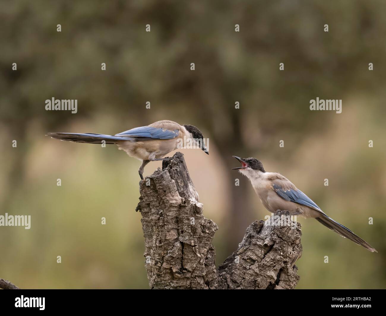 Azure-winged magpie, Cyanopica cyanus, adult with young bird on branch ...