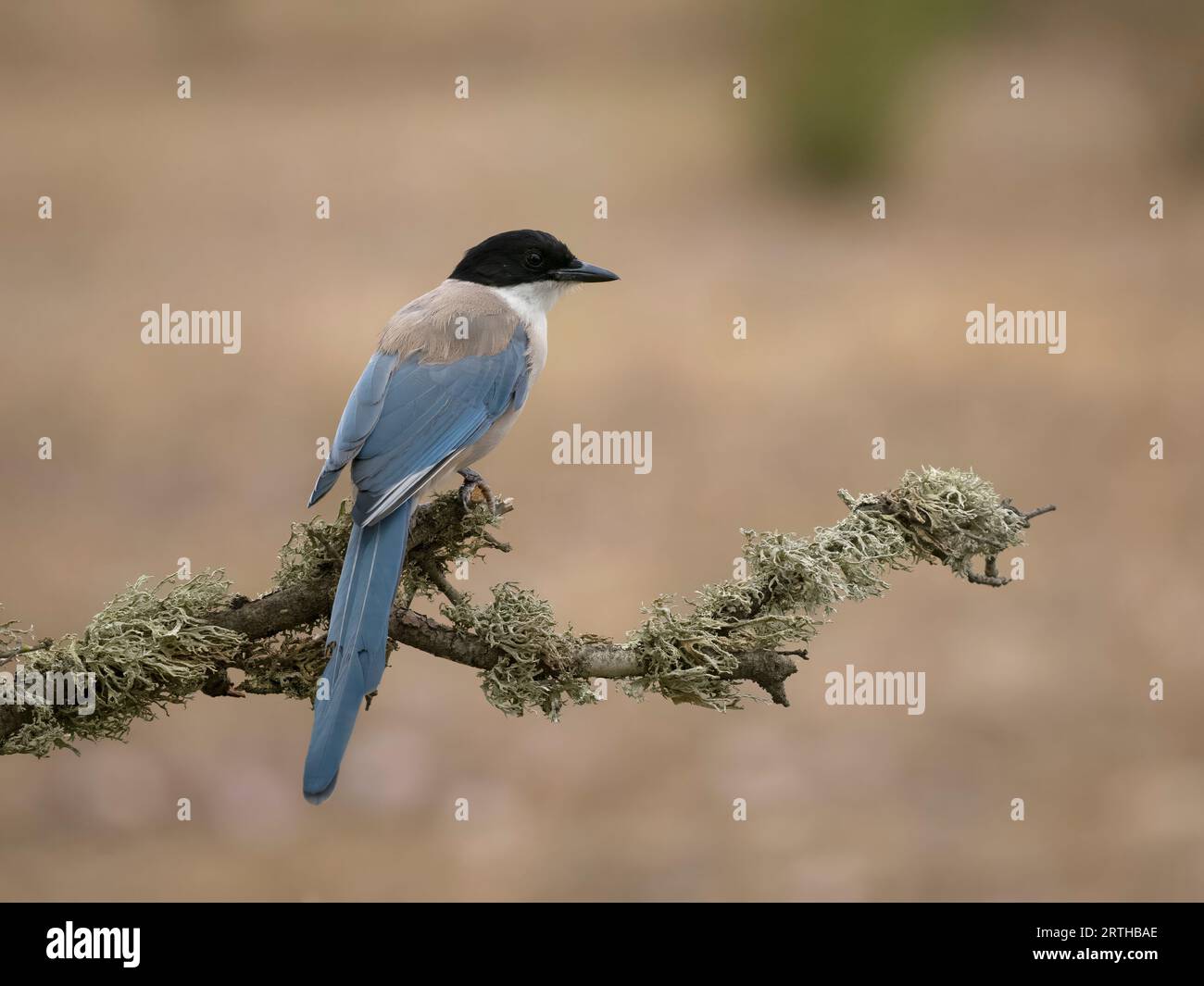 Axzure hi-res stock photography and images - Alamy