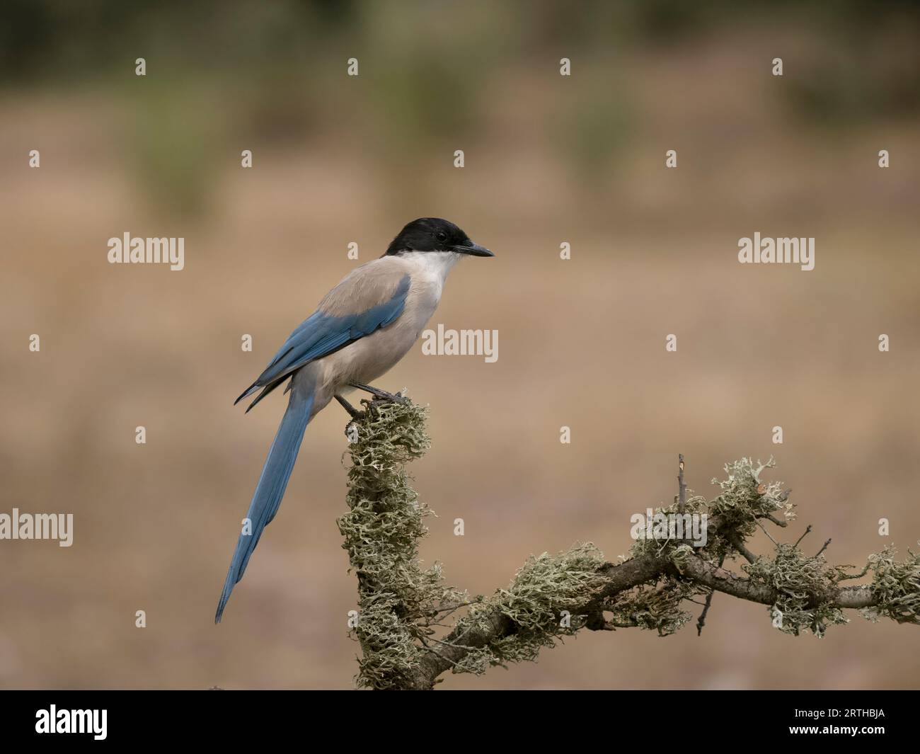 Azure-winged magpie, Cyanopica cyanus, single bird on branch, Spain ...