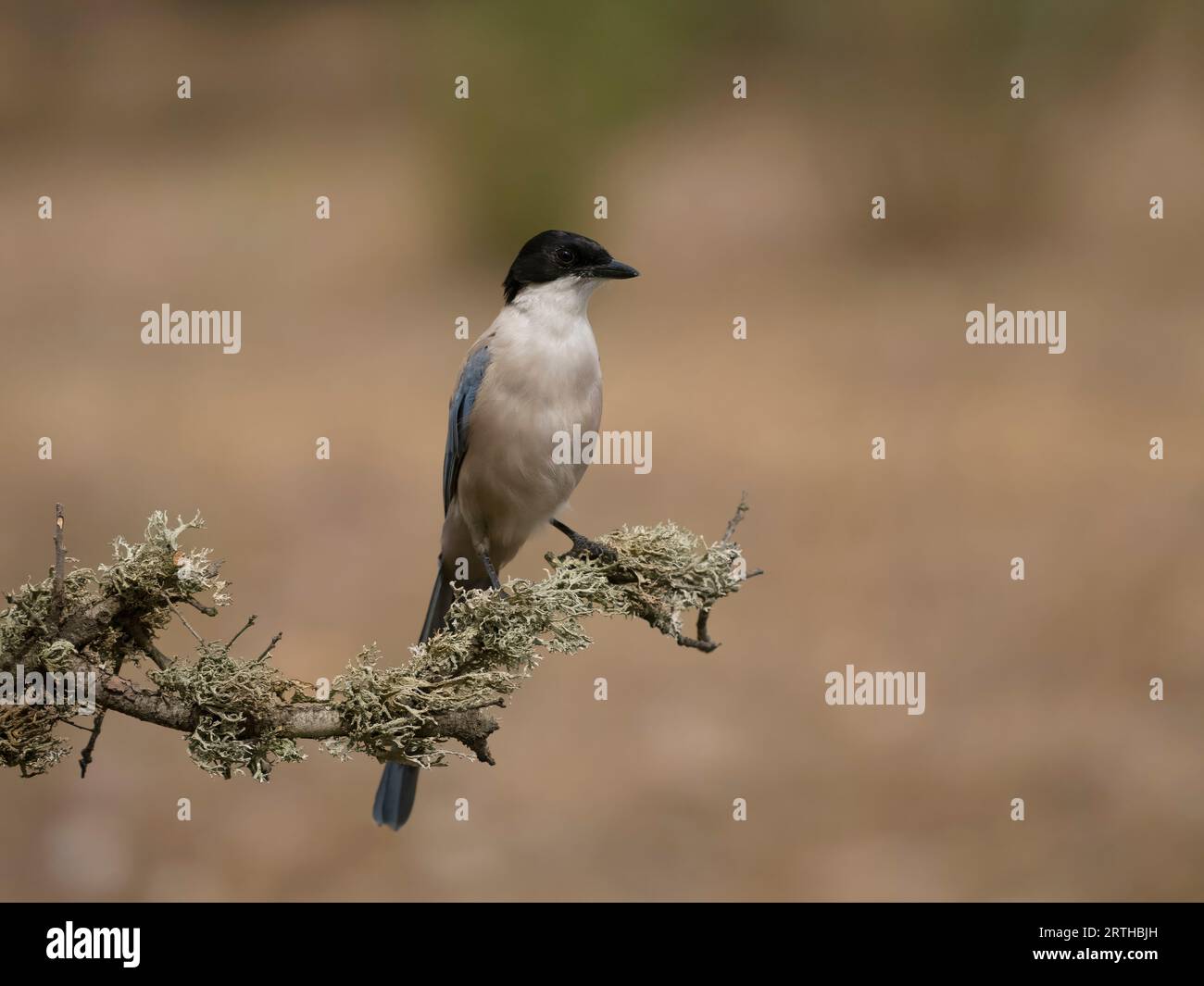 Azure-winged magpie, Cyanopica cyanus, single bird on branch, Spain ...