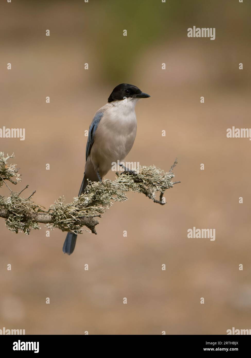 Azure-winged magpie, Cyanopica cyanus, single bird on branch, Spain ...