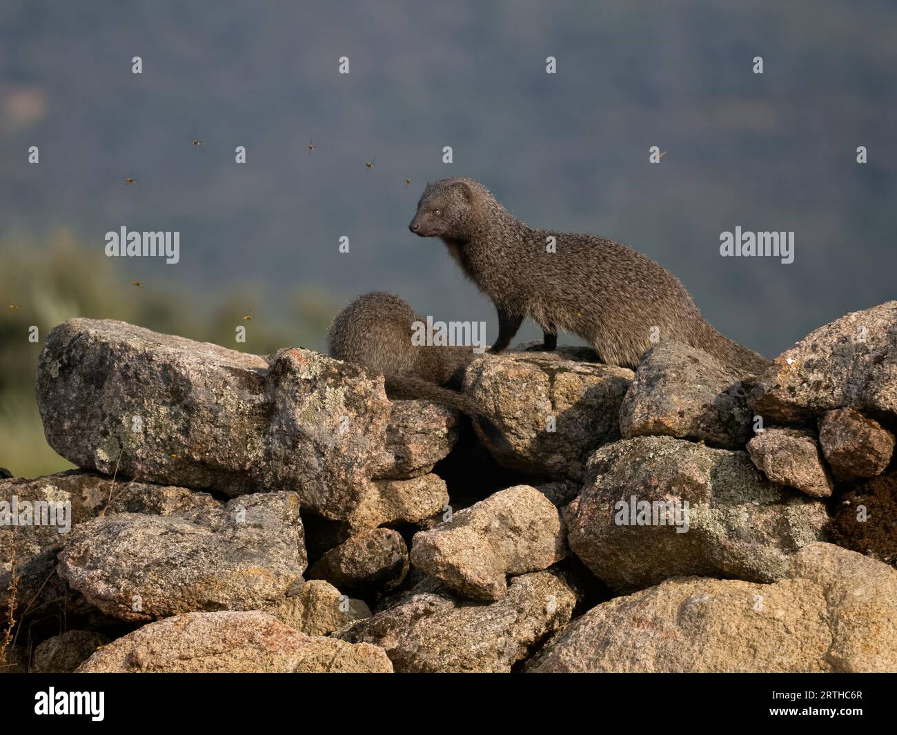 Egyptain mongoose, Herpestes ichneumon, two mammals on rocks, Spain ...