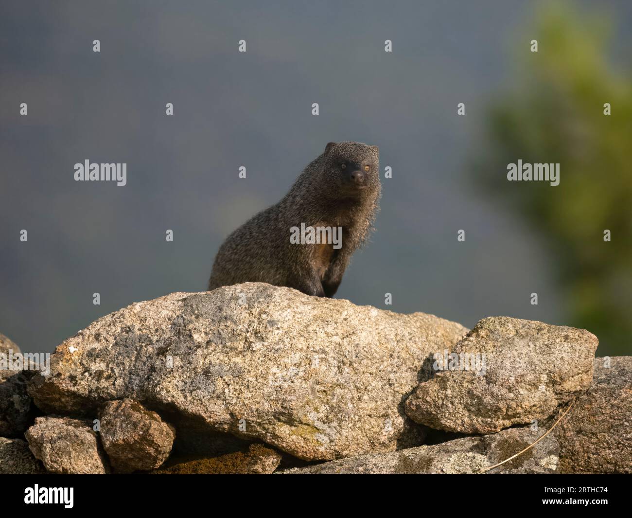 Egyptain mongoose, Herpestes ichneumon, single mammal on rocks, Spain ...