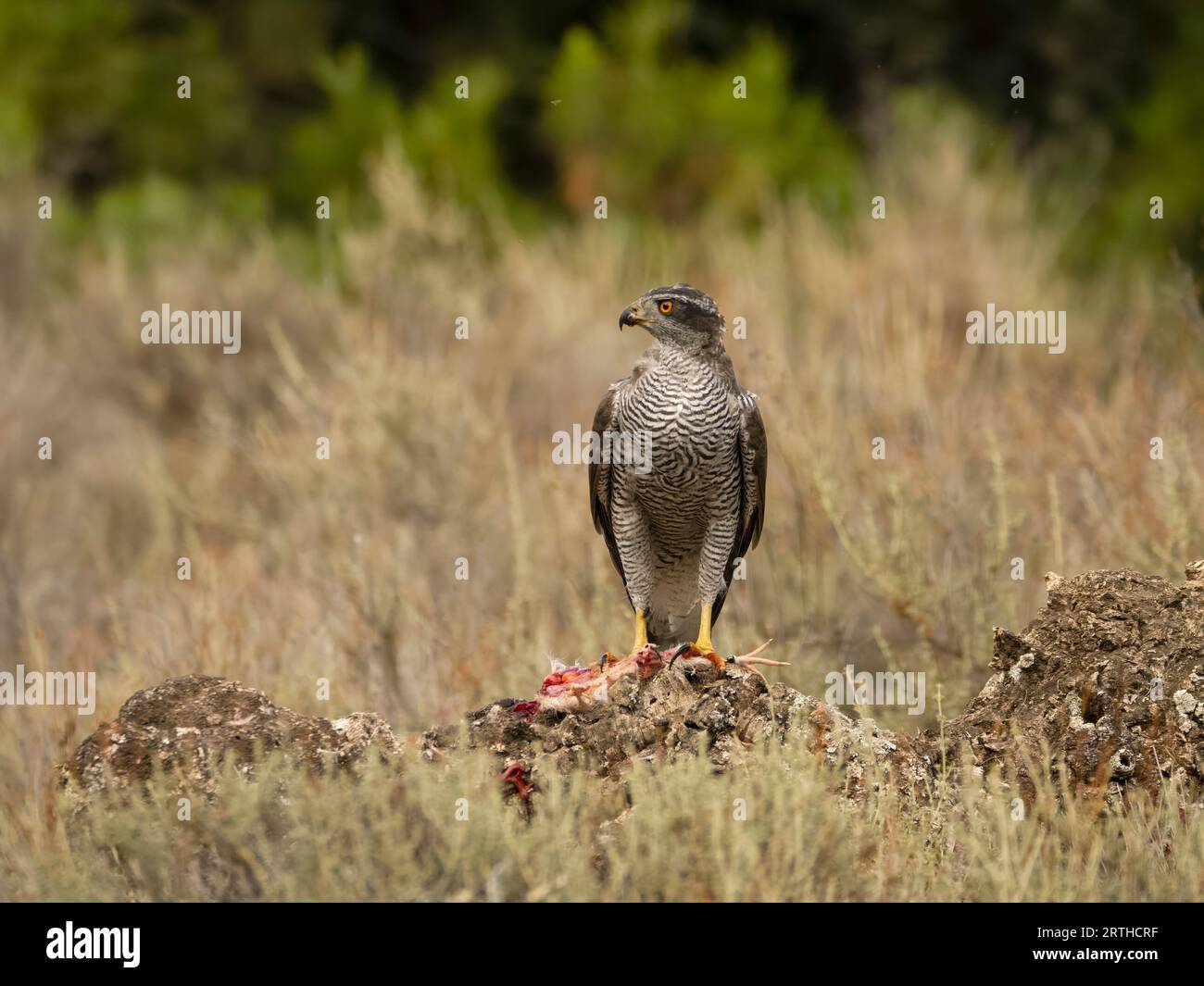 Eurasian or Northern goshawk, Accipiter gentilis, single bird on quail ...