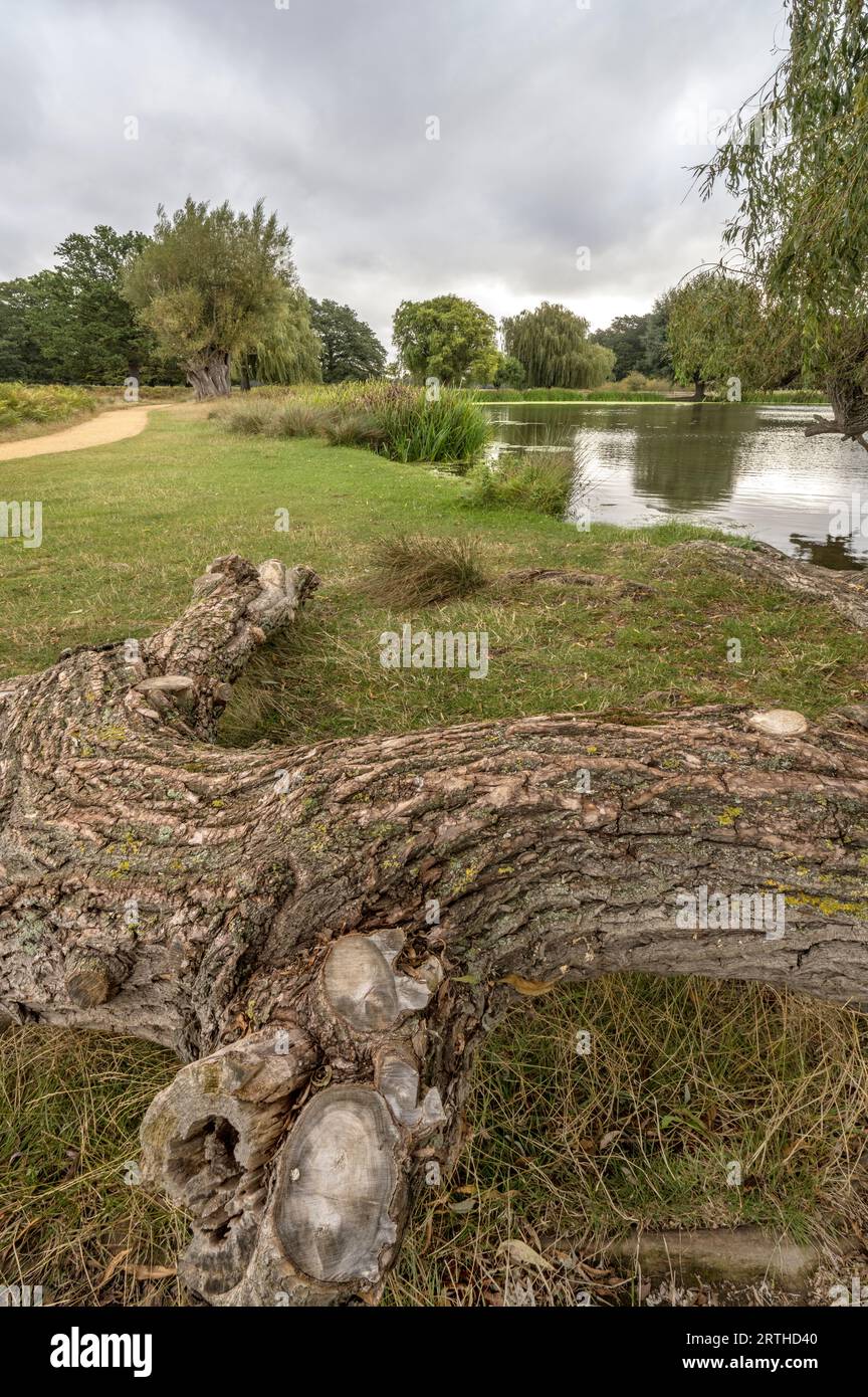Walk and cycle path with natural log seat around the ponds at Bushy ...