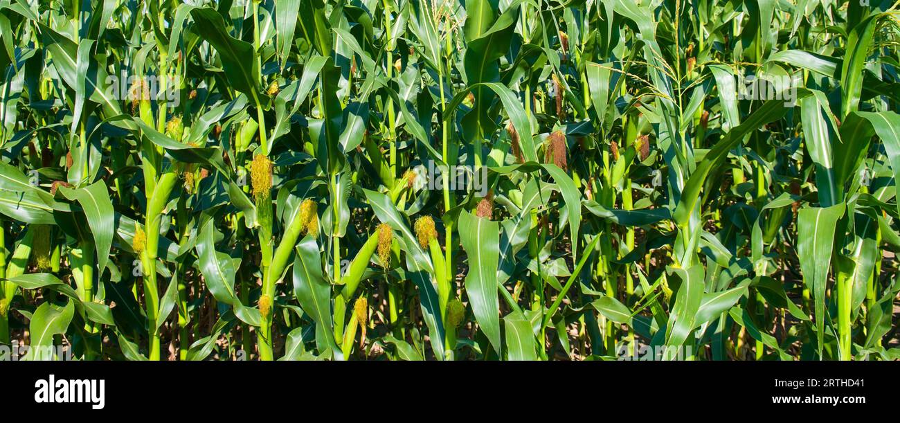 Green corn stalks and corn cobs. Field background. Wide photo Stock ...