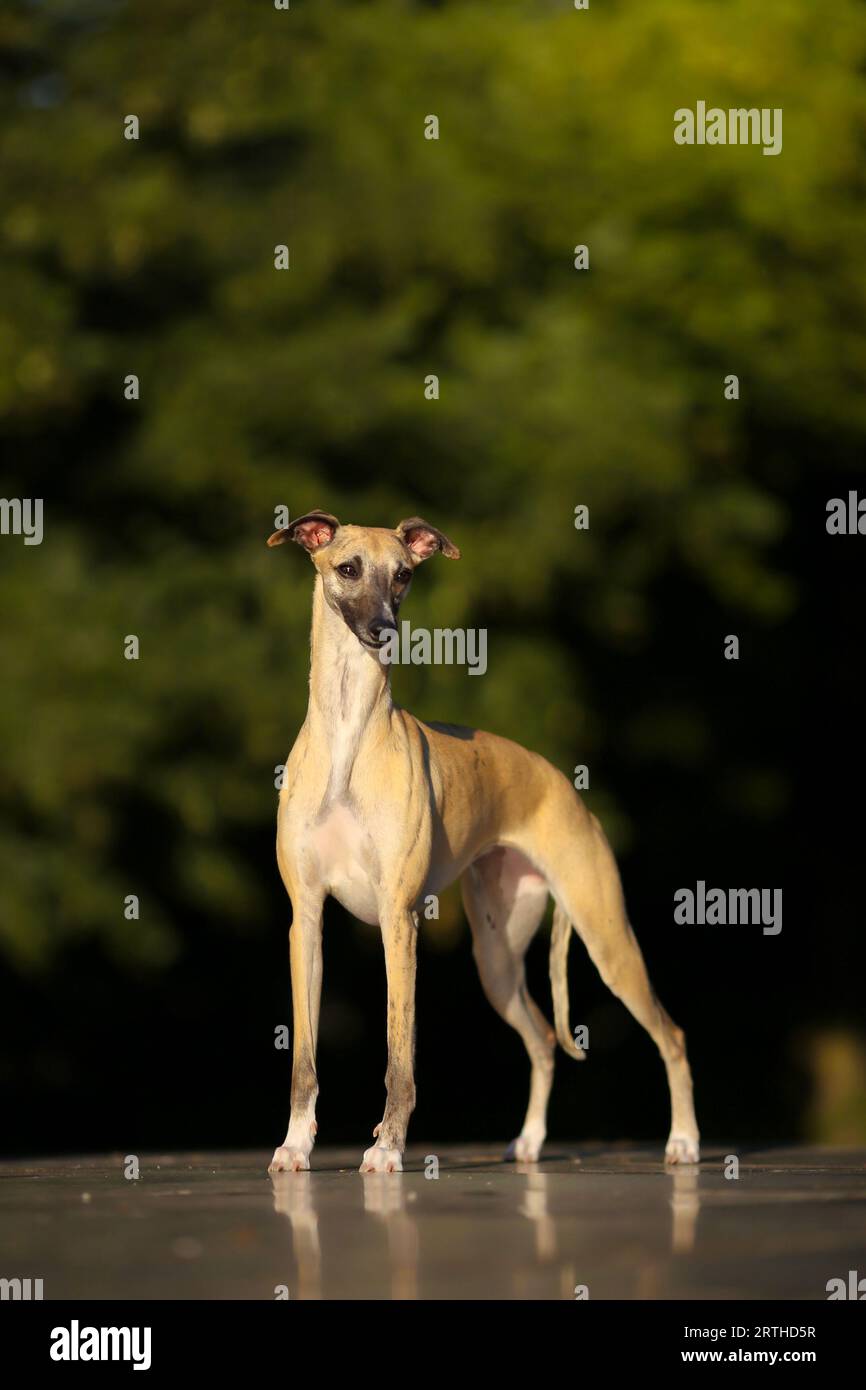 Aristocratic breed - whippet dog conformation show portrait Stock Photo ...