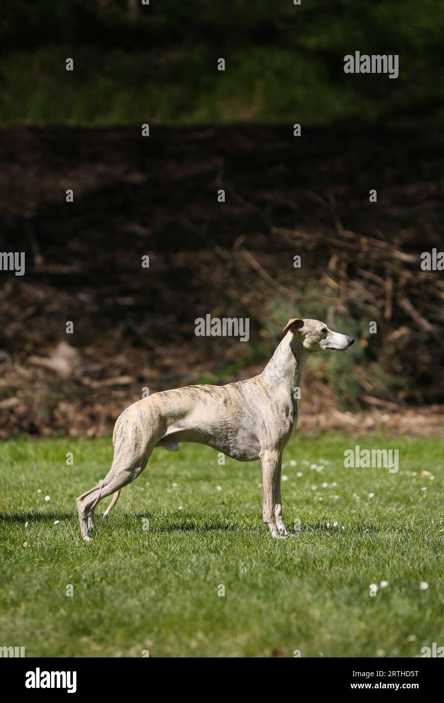 Aristocratic breed - whippet dog conformation show portrait Stock Photo ...