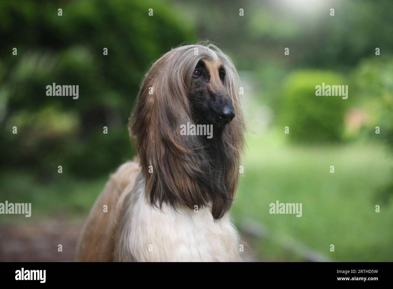 Conformation dog afghan hound portraits of dog show champion Stock ...