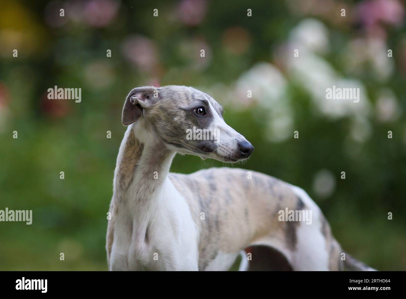 Aristocratic breed - whippet dog conformation show portrait Stock Photo ...
