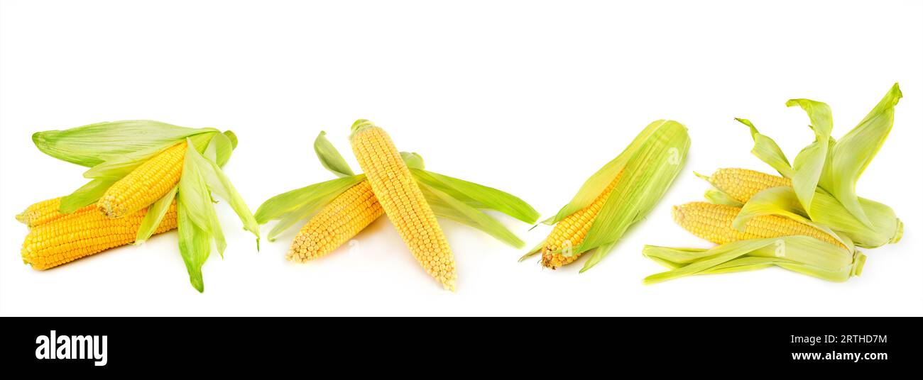 Corn cobs isolated on white background. Wide photo. Free space for text ...
