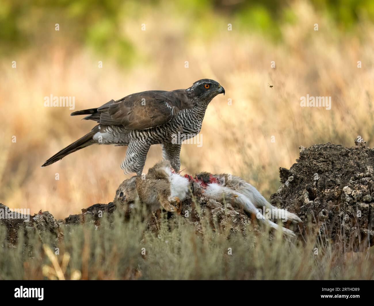 Eurasian or Northern goshawk, Accipiter gentilis, single female on ...