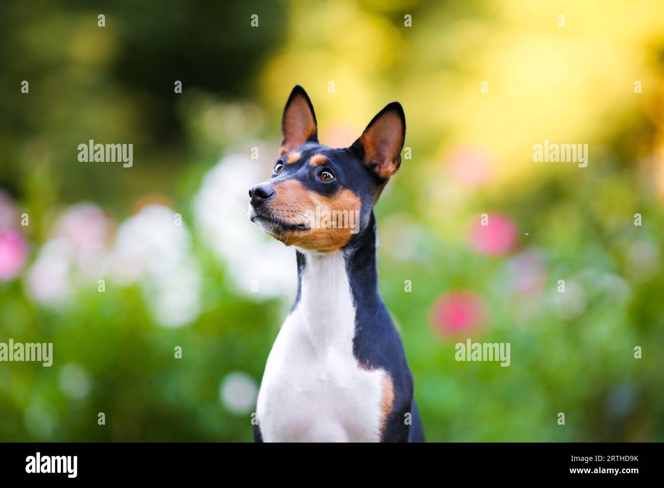 Basenji black tri color girl portrait betwwen flowers in park Stock ...