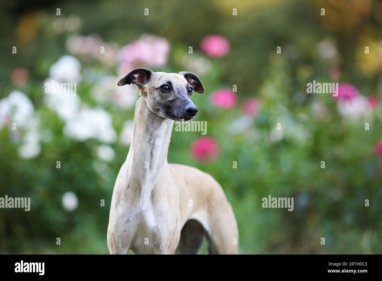 Aristocratic breed - whippet dog conformation show portrait Stock Photo ...