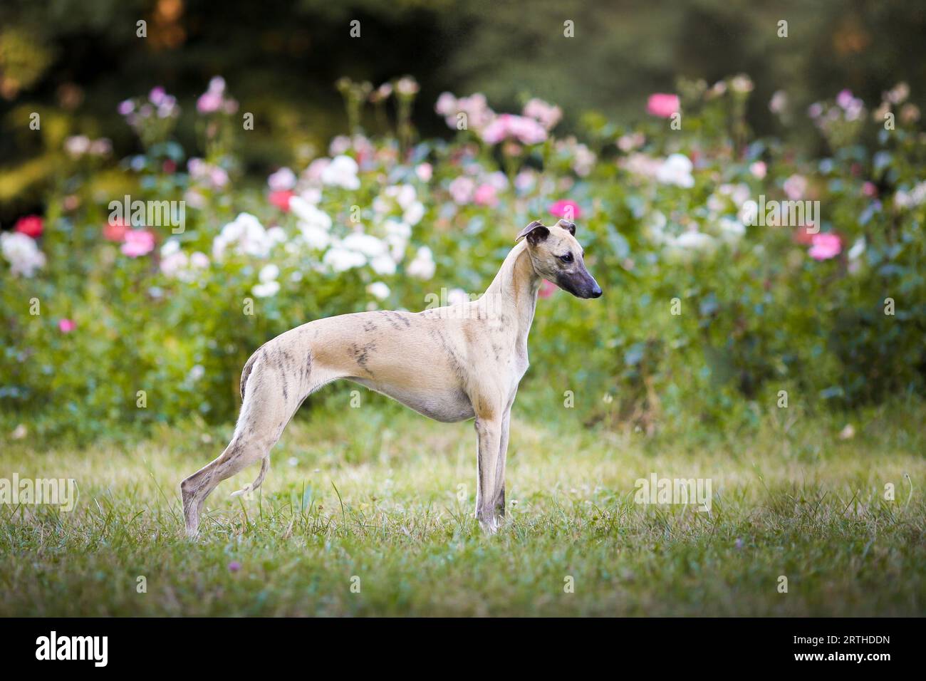 Aristocratic breed - whippet dog conformation show portrait Stock Photo ...