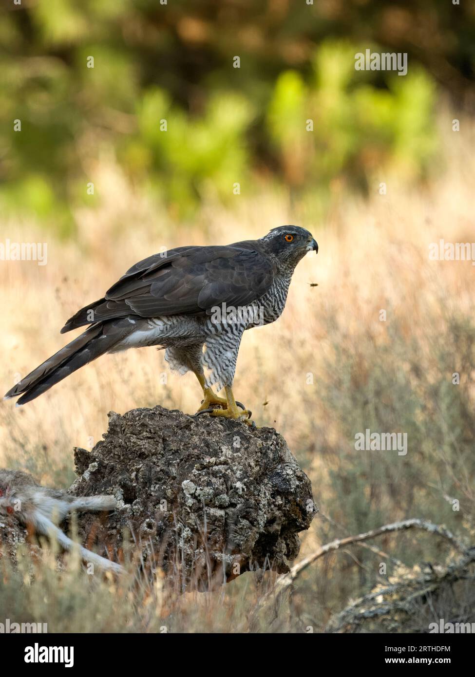 Eurasian or Northern goshawk, Accipiter gentilis, single female on ...