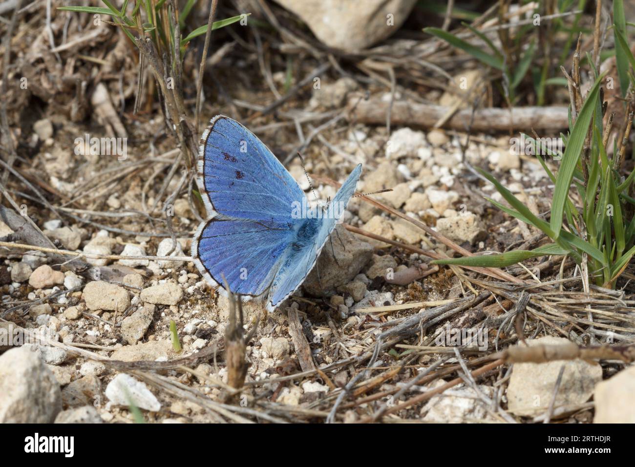 Icarus wings hi-res stock photography and images - Alamy