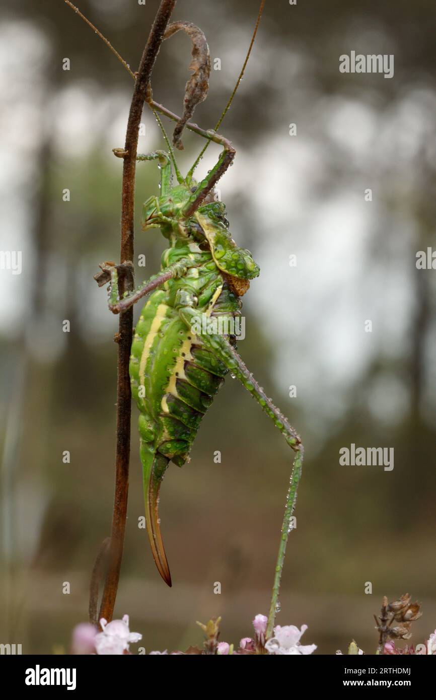 Close up grasshopper raindrops hi-res stock photography and images - Alamy