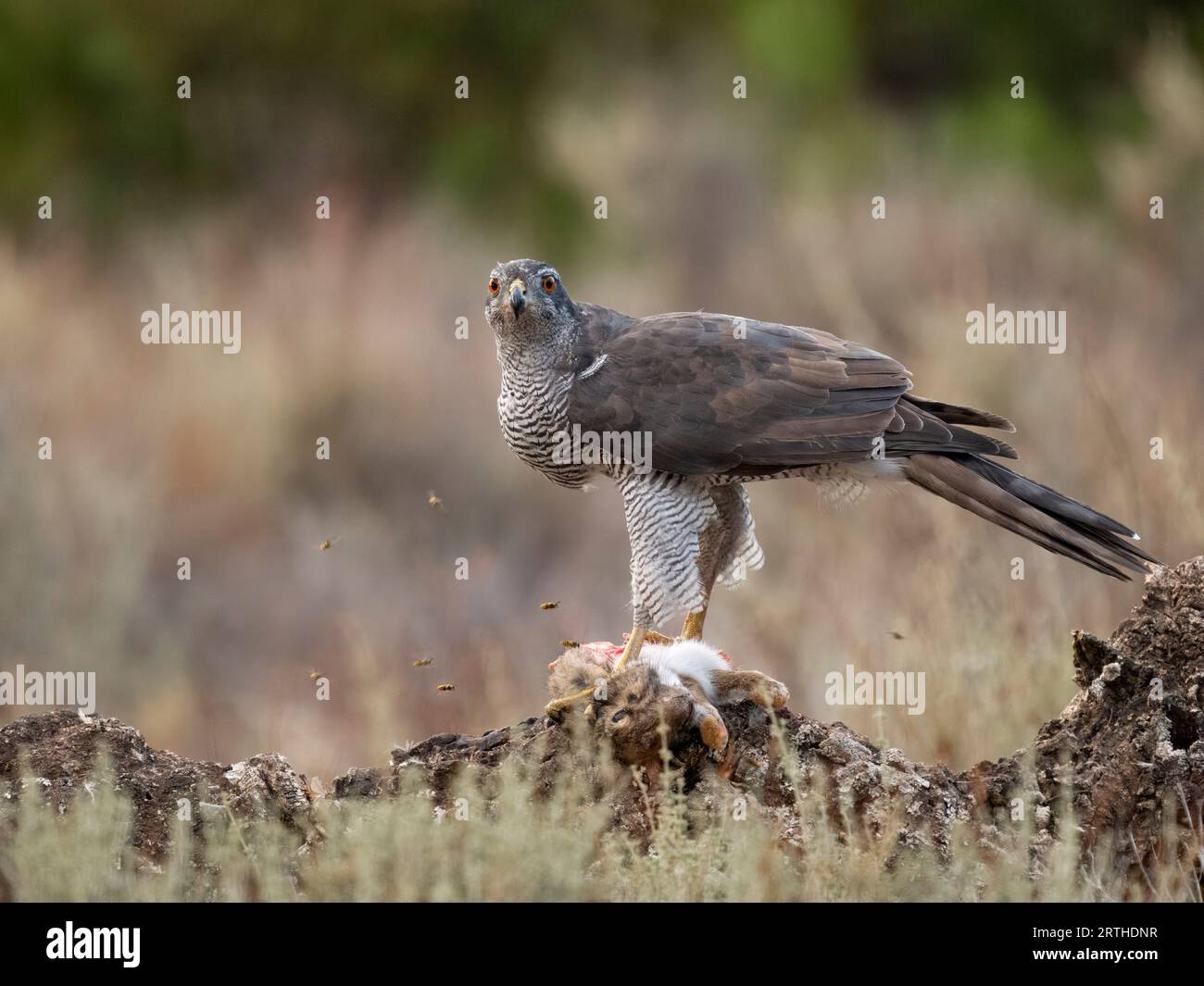 Eurasian or Northern goshawk, Accipiter gentilis, single male on rabbit ...