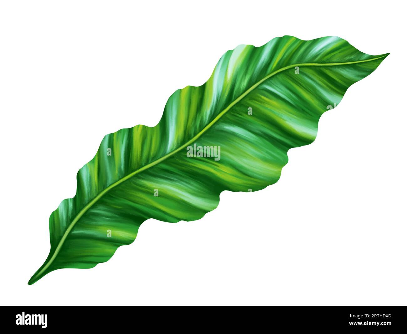 Graphic realistic frame tropical Cut Out Stock Images & Pictures - Alamy