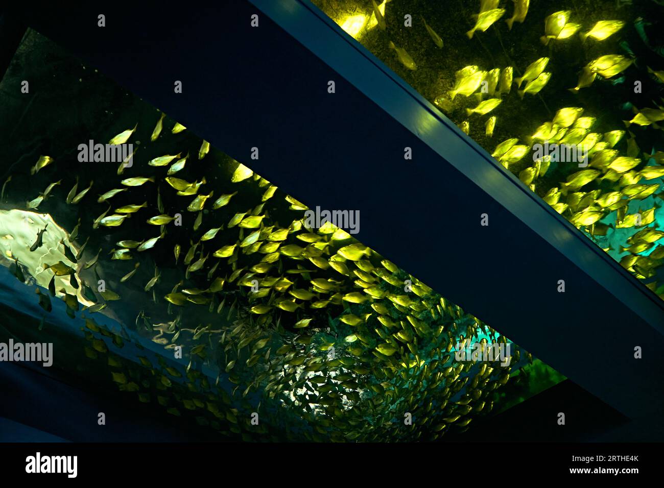 School of fish from below, aquarium view Stock Photo - Alamy