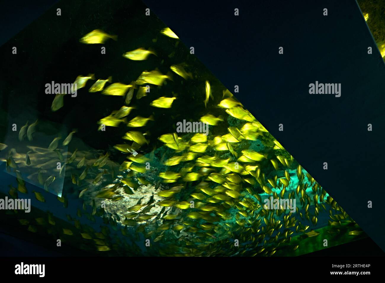 Deep blue reef from below hi-res stock photography and images - Alamy