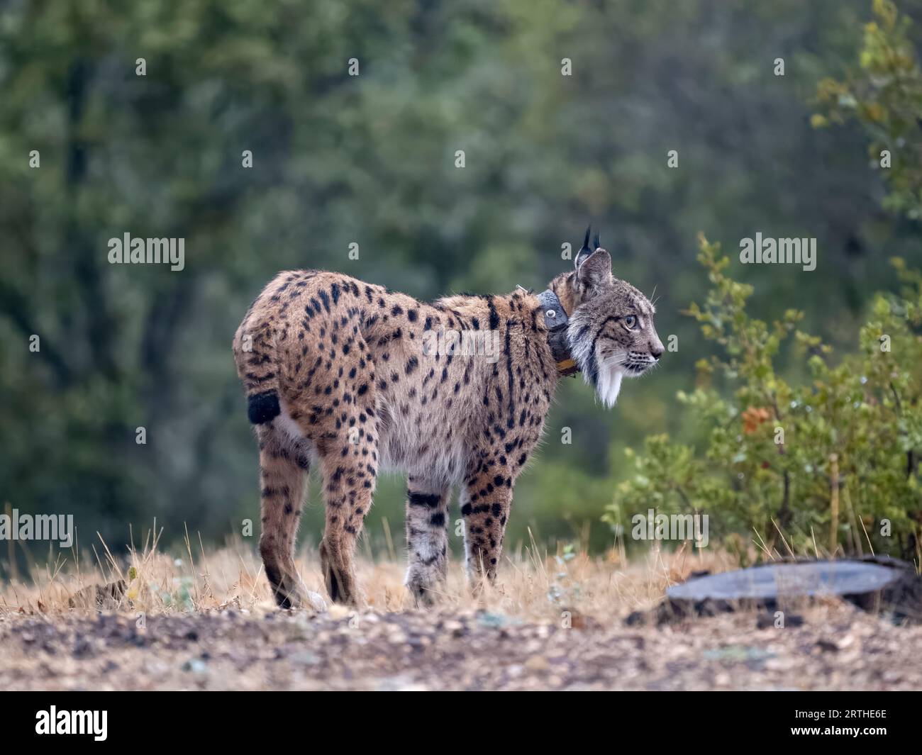 Radio collar hi-res stock photography and images - Alamy
